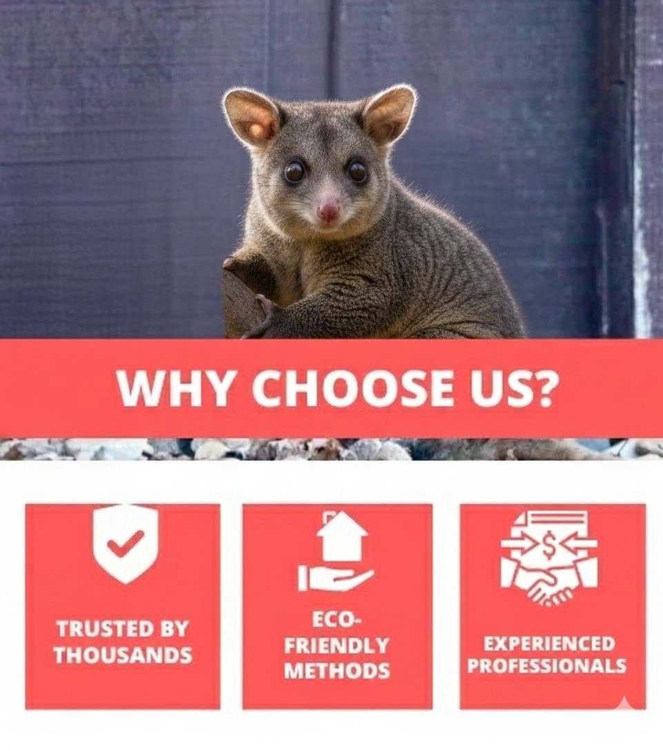 Daily Possum Removal - Ultimate Possum Exterminators